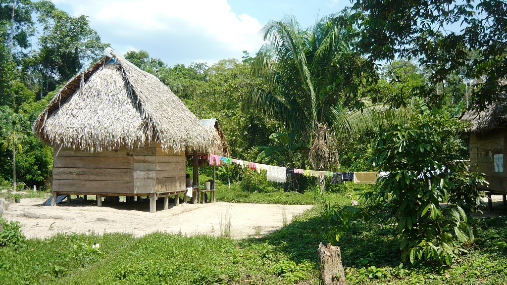 Perú registra significativa reducción en pérdida de bosques amazónicos ...