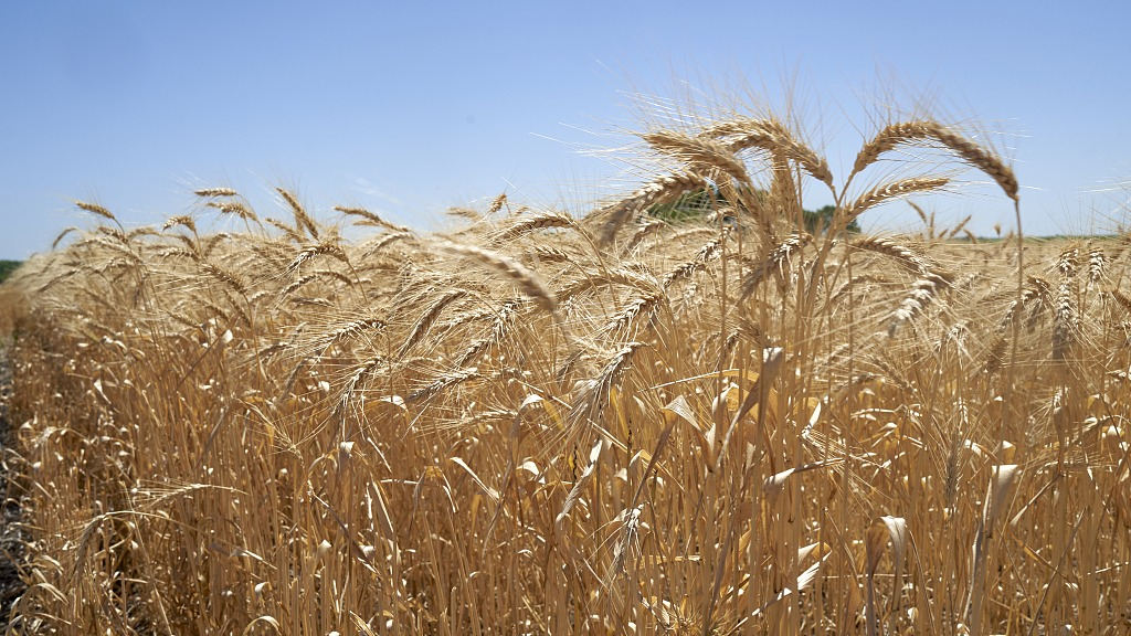 Prevén una cosecha de granos récord de 312,4 millones de toneladas en ...