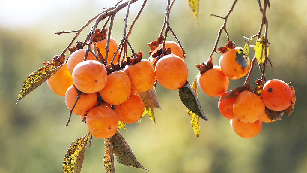 Belleza otoñal en la temporada de Shuangjiang en China - CGTN en Español