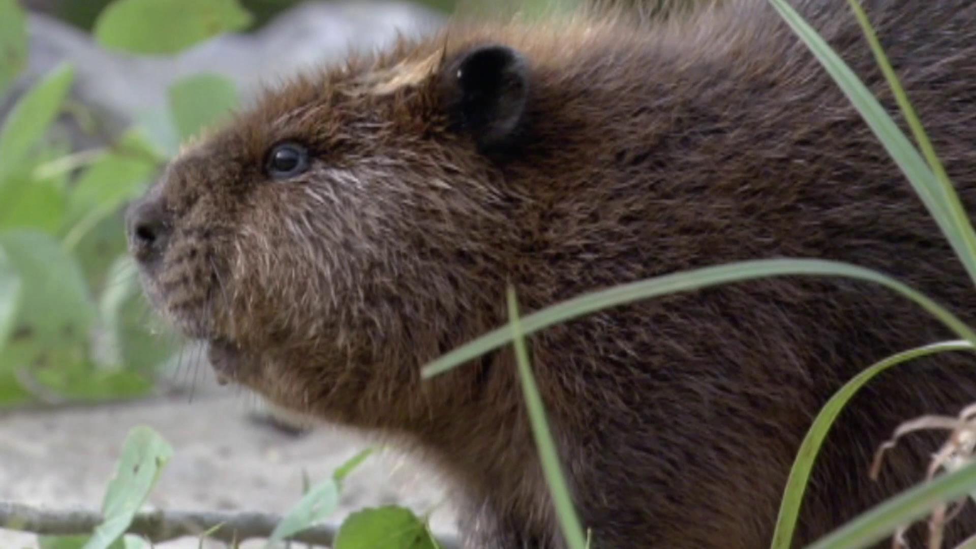 Nuestra expedición: ¿Por qué el castor es tan adorable? - CGTN en Español