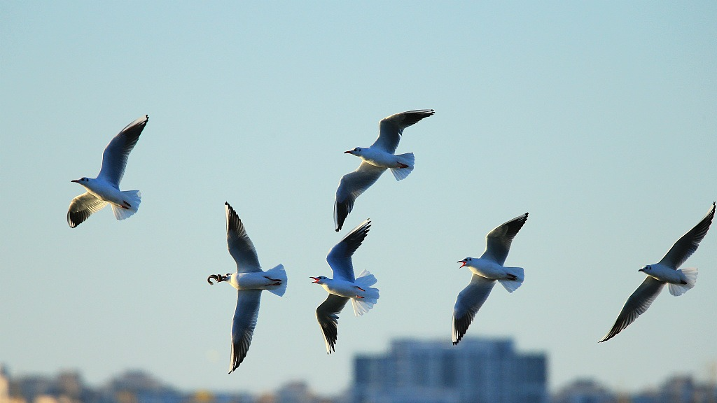 China protege pasos migratorios de aves con esfuerzo nacional - CGTN en ...