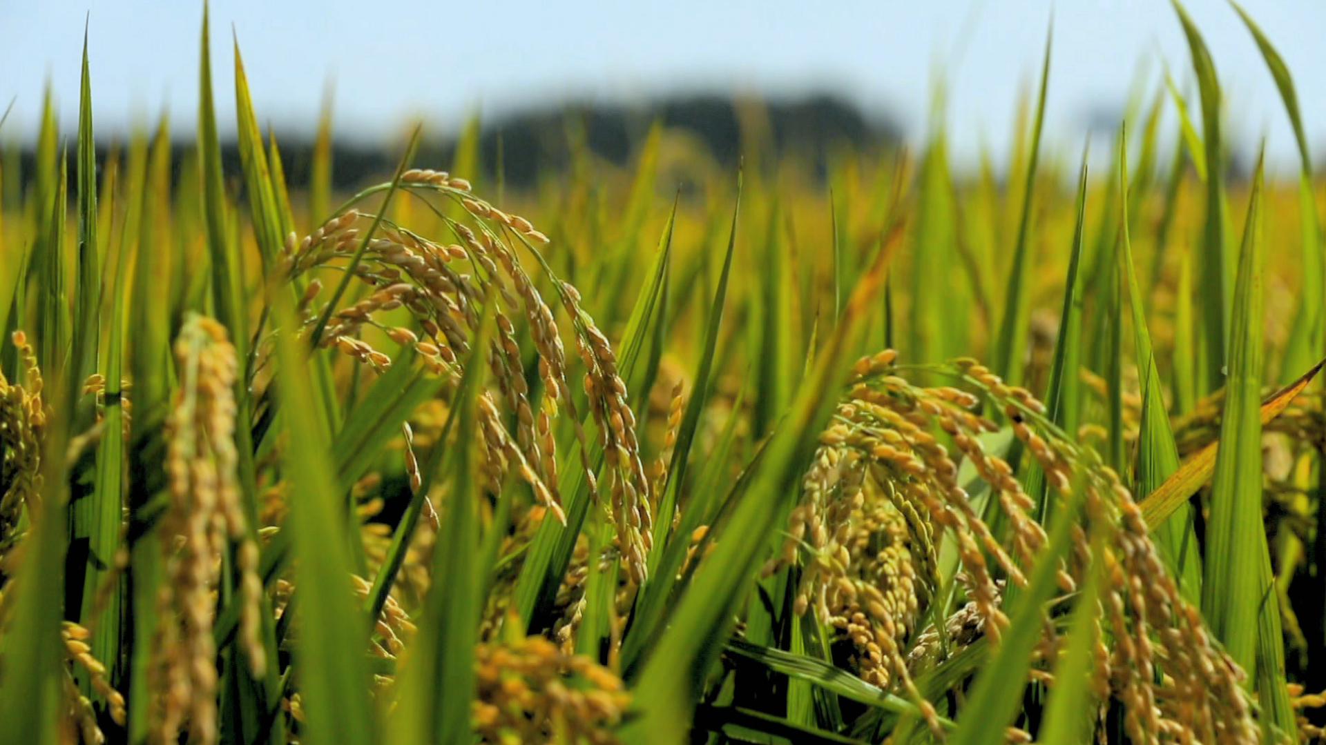 La ruta del arroz: Nuestro alimento básico (Parte II) - CGTN en Español