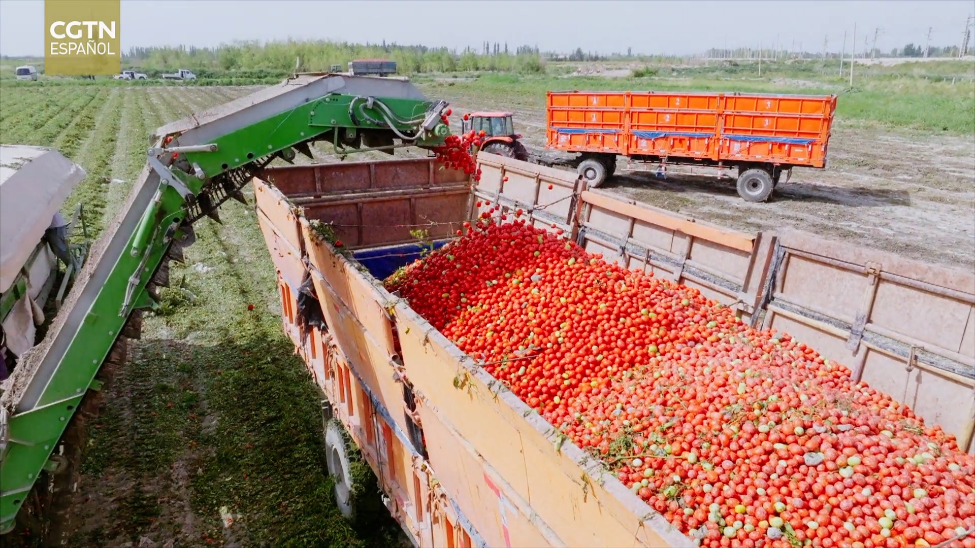 Llega el momento de la cosecha del tomate - CGTN en Español