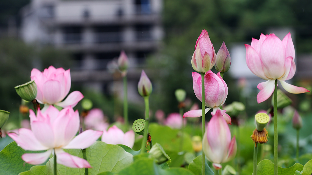 Agradable paisaje en Pengshui - CGTN en Español