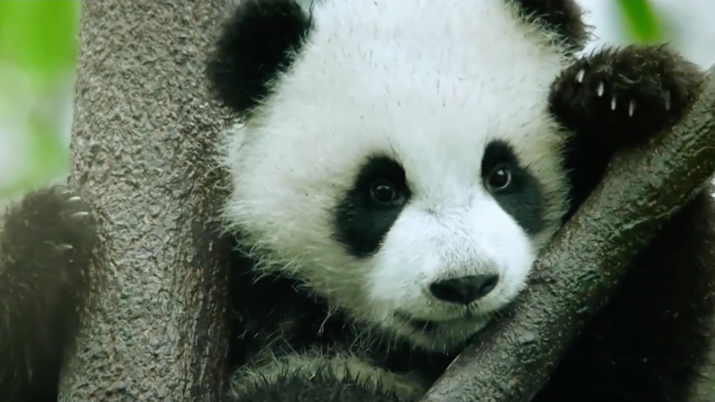 La primera edición de los premios Panda de Oro se celebrará en Chengdu ...
