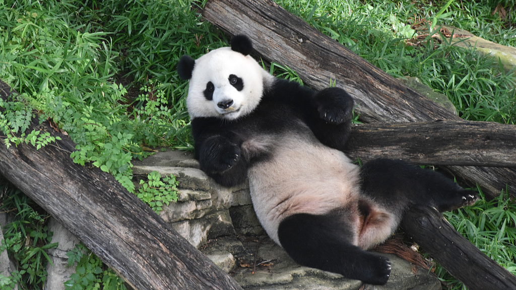El zoo nacional de Washington DC se despide de tres pandas gigantes que ...