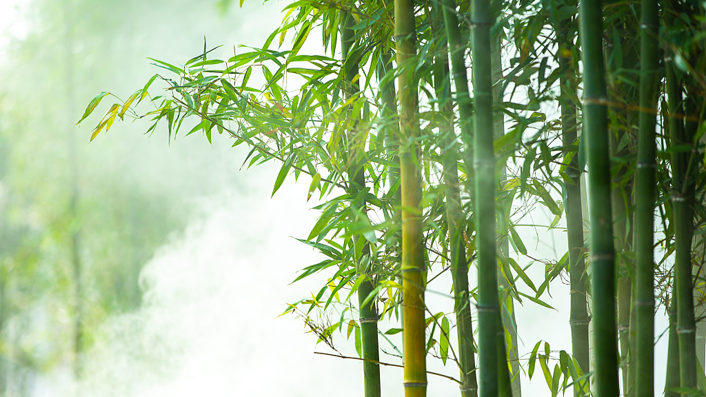 Saboreando China: Bambú en la casa y en la mesa - CGTN en Español