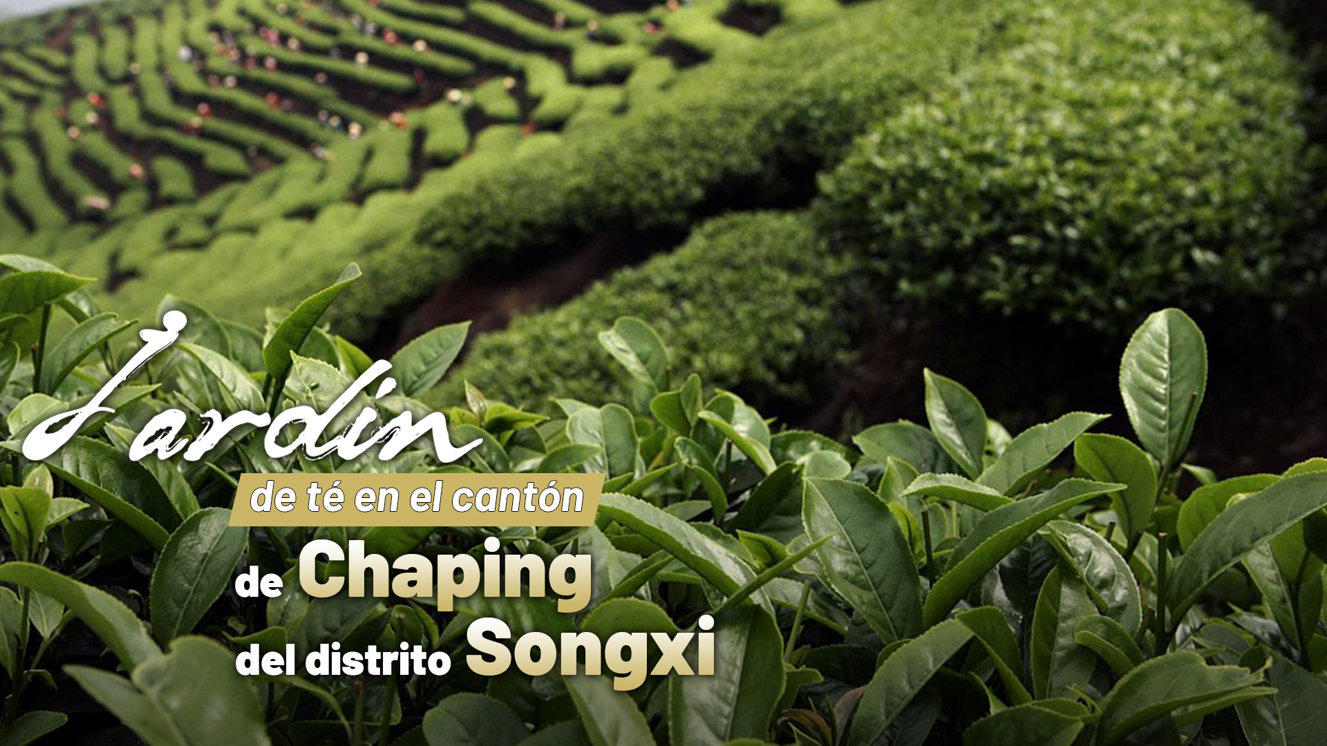 EN DIRECTO: Jardín de té en el cantón de Chaping del distrito Songxi ...