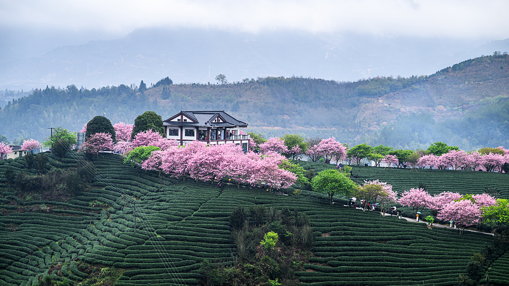 Cerezos En China En Las Montañas Papel Pintado De Flores De Cerezo