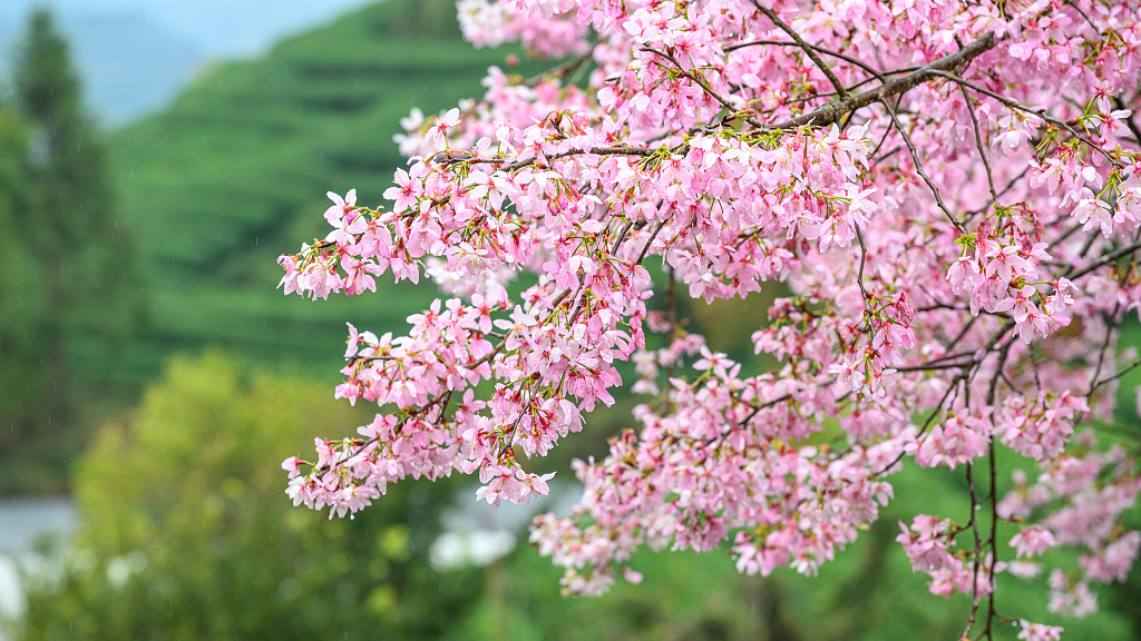 Cerezos En China En Las Montañas Papel Pintado De Flores De Cerezo