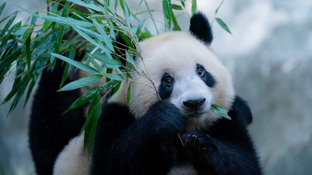 Un viaje al país de las maravillas de los panda gigantes - CGTN en Español