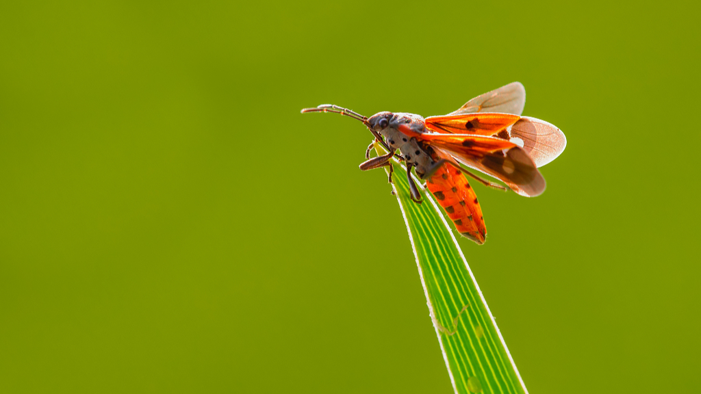 Promueven protección de insectos durante evento internacional de ...