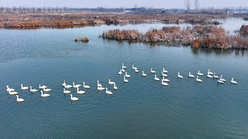 La Reserva Natural del Lago Hongze en China atrae más especies de vida ...
