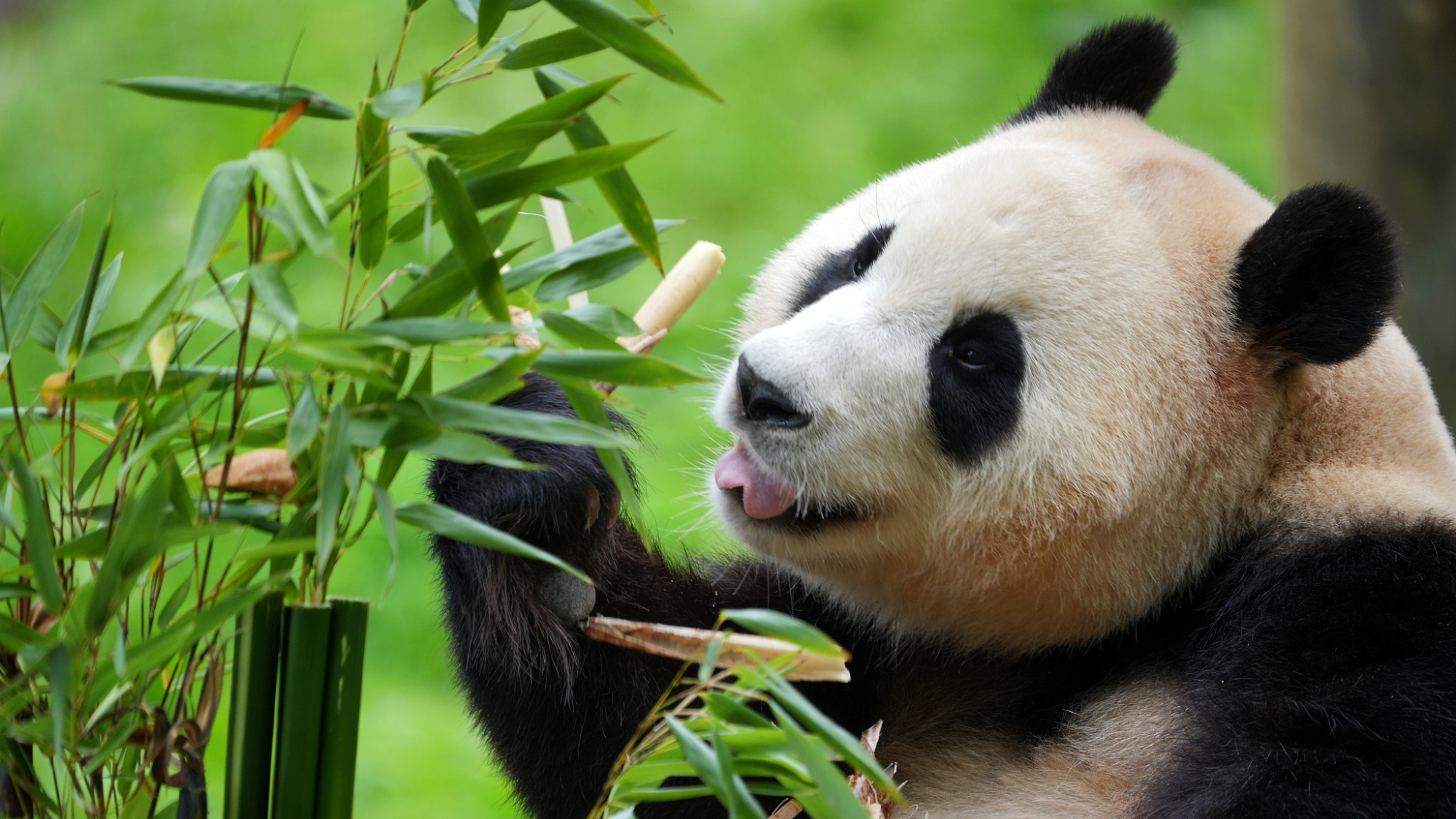 El panda Fu Bao viaja a China por primera vez tras su nacimiento en la ...