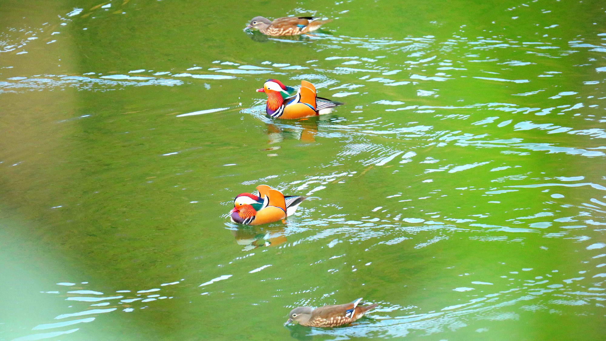 Los patos mandarines regresan a Guizhou - CGTN en Español