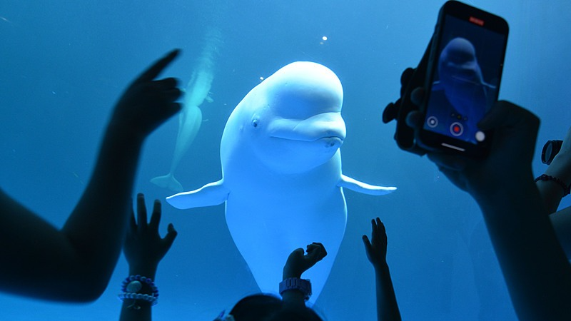 Ballenas beluga danzan en las aguas de Fuyang, provincia de Anhui - CGTN en Español