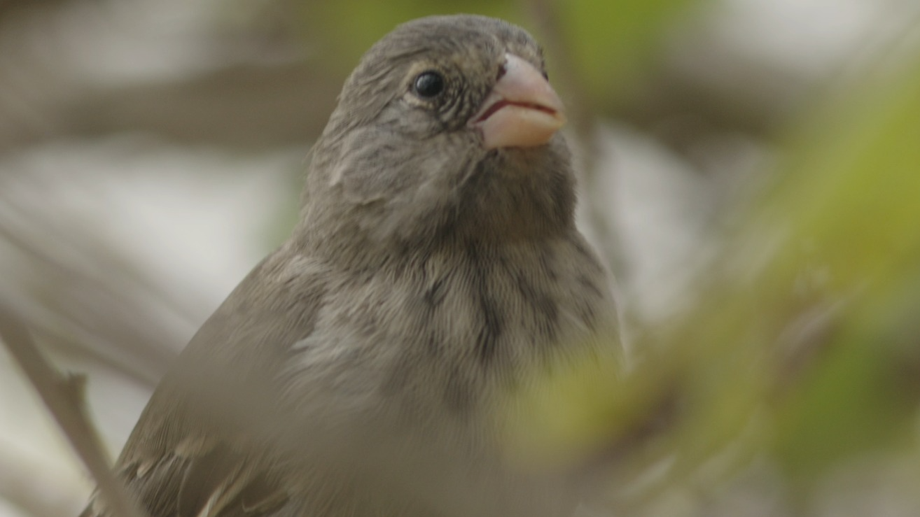 Pinzones de Darwin: la leyenda de la evolución en Galápagos - CGTN en ...
