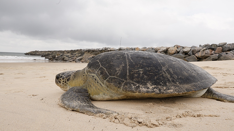 El desove de las tortugas marinas en la playa La Flor se convierte en ...