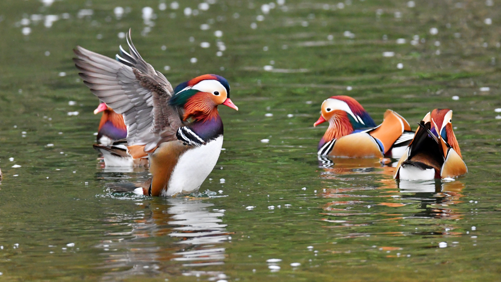 Patos mandarines silvestres invernan en el río Mochong - CGTN en Español