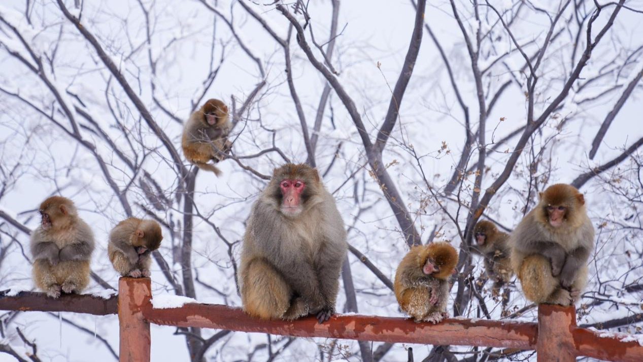Grupos de macacos disfrutan de la nieve - CGTN en Español